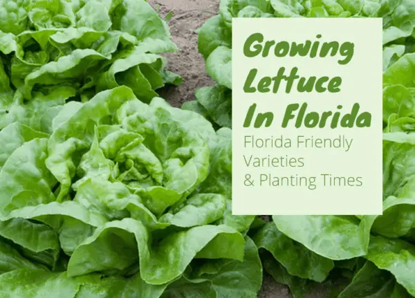 Easy And Abundant Vegetables You Can Grow In Florida – Fl Gardening