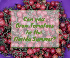 Can you grow tomatoes in summer in Florida? – Fl Gardening