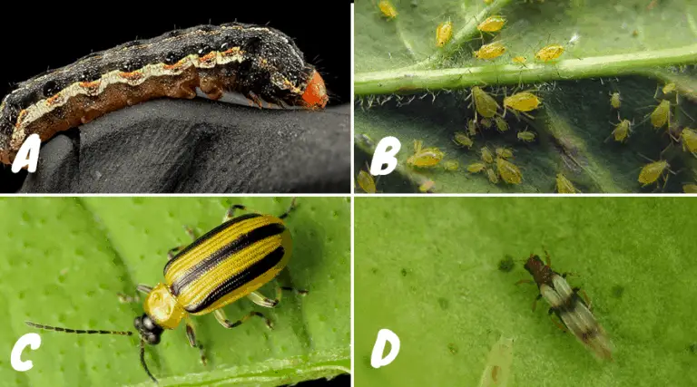 Easiest vegetables to grow in south Florida – Fl Gardening