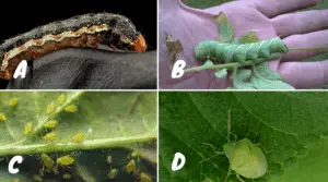 Florida Vegetable Planting Calendar – Fl Gardening