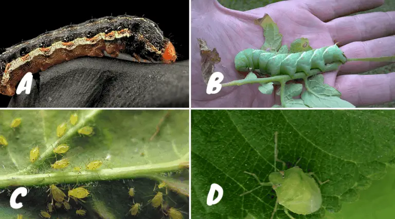 Florida Vegetable Planting Calendar – Fl Gardening