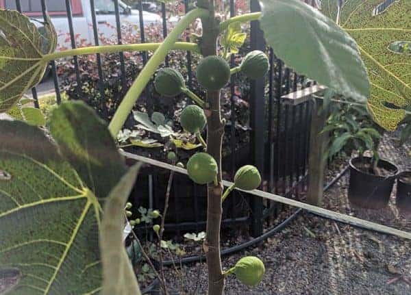 Growing Fig Trees in Florida – Fl Gardening