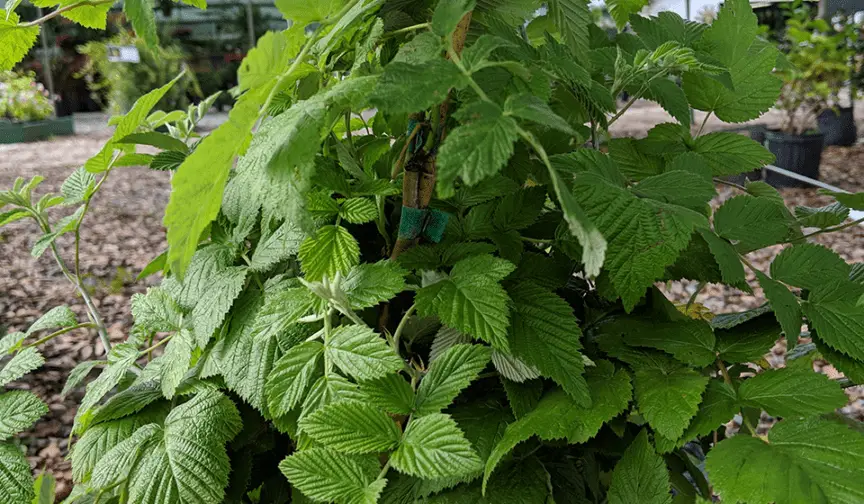 The 5 Best Berries To Grow In Florida – Fl Gardening