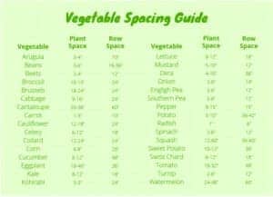 Florida Vegetable Gardening | A Complete Beginners Guide