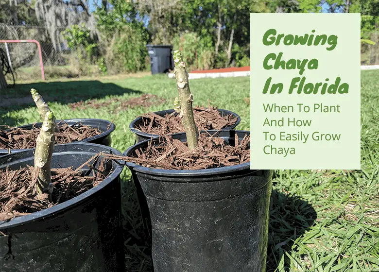 Planting And Growing Chaya In Florida – Fl Gardening