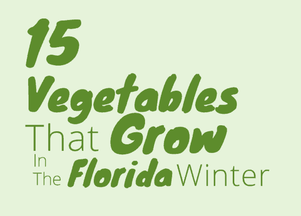 15 Vegetables That Grow In The Florida Winter – Fl Gardening