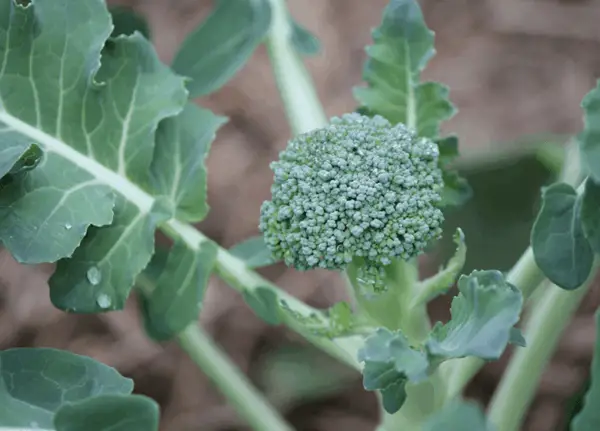 15 Vegetables That Grow In The Florida Winter – Fl Gardening