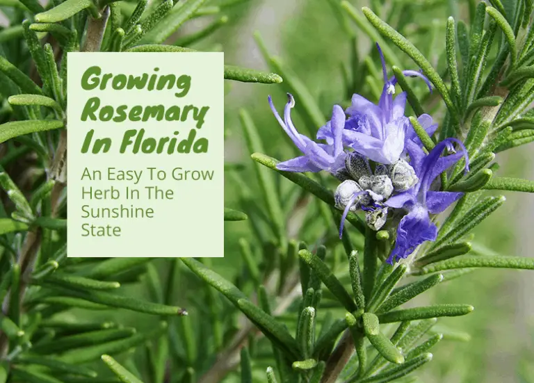 Growing Rosemary in Florida – Fl Gardening