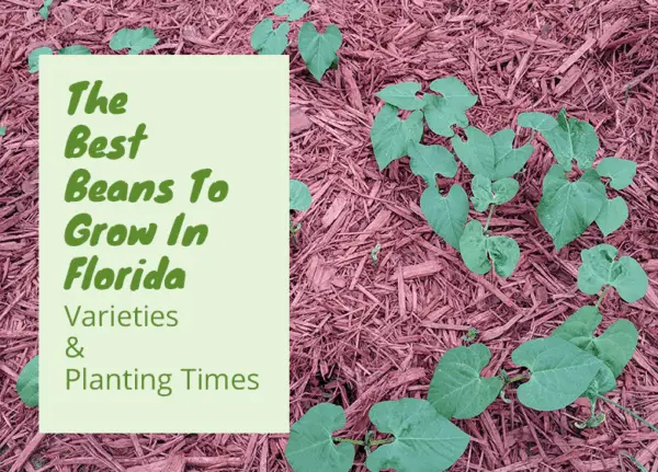 27 Easy Vegetables To Grow In Florida | For All Parts Of The State