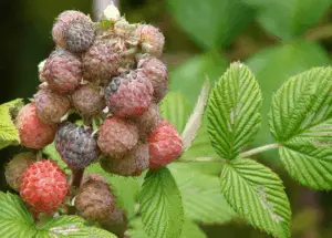 Growing Raspberries In Florida – Fl Gardening