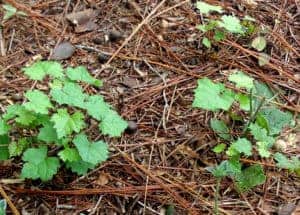 Do Grapes Grow Well In Florida? – Fl Gardening