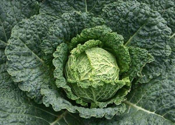 Can We Grow Cabbage In Florida? – Fl Gardening