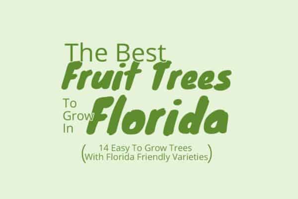 Can You Grow a Pear Tree In Florida? – Fl Gardening