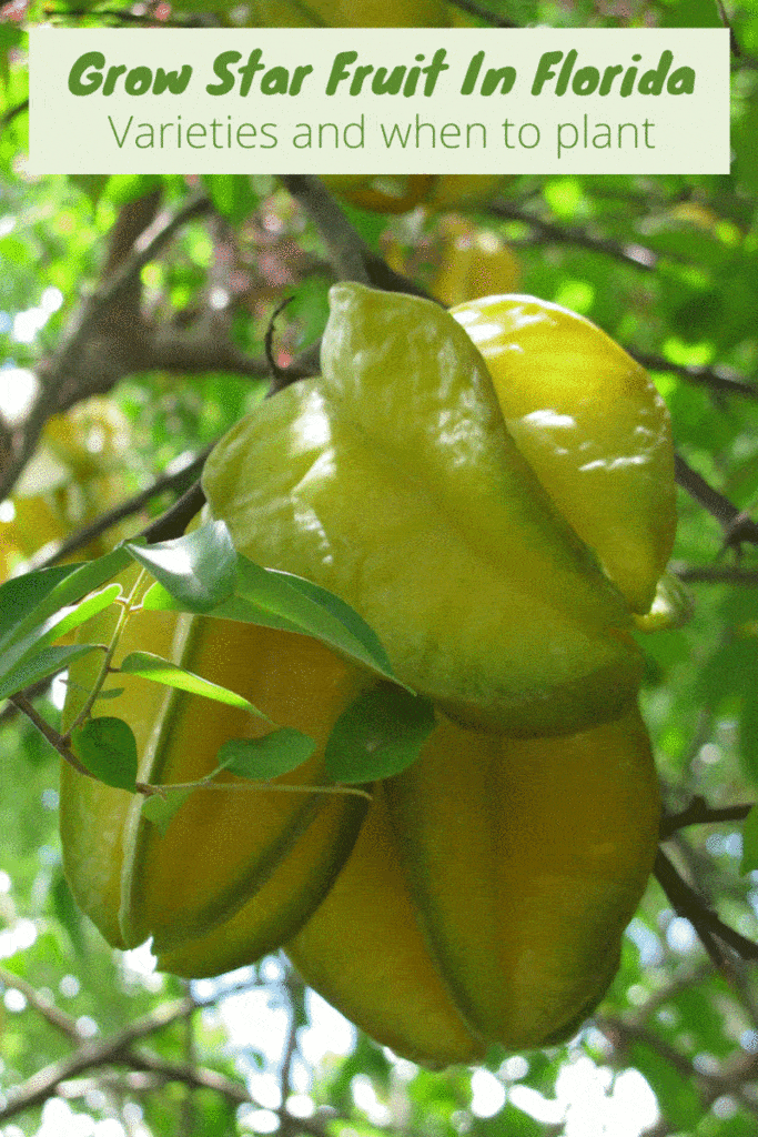 Growing Star Fruit in Florida – Fl Gardening