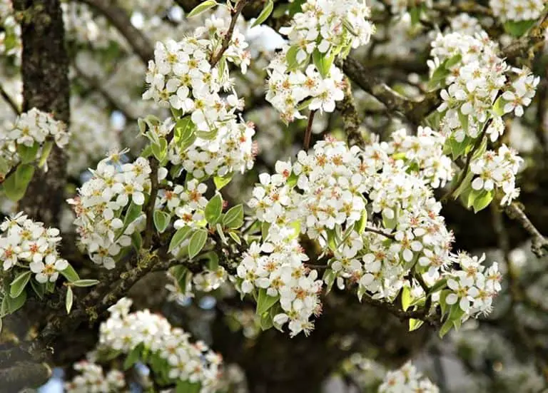 Can You Grow a Pear Tree In Florida? – Fl Gardening