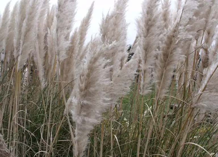 Best Ornamental Grasses To Grow In Florida – Fl Gardening