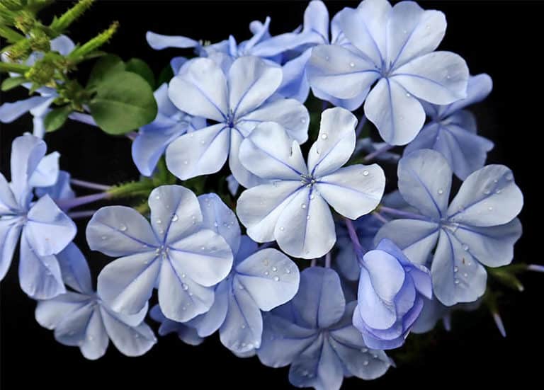 Flowers that Bloom Year-Round in Florida – Fl Gardening