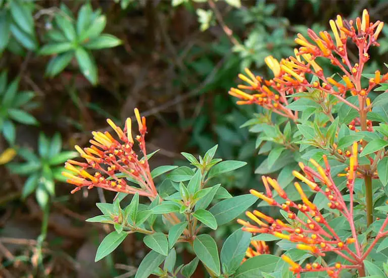 Growing Firebush in Florida – Fl Gardening