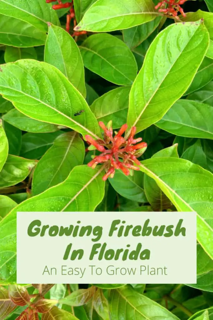 Growing Firebush in Florida – Fl Gardening