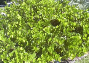 Best Plants for the Florida Keys – Fl Gardening