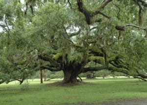 The Best Trees to Plant in Florida | Natives, ornamentals and Fruit trees