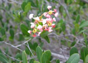 Best Plants for the Florida Keys – Fl Gardening