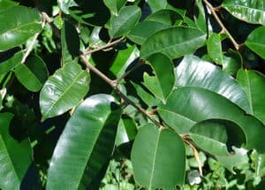 Best Plants for the Florida Keys – Fl Gardening