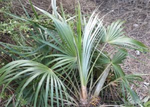 Best Plants for the Florida Keys – Fl Gardening