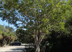 Best Plants for the Florida Keys – Fl Gardening