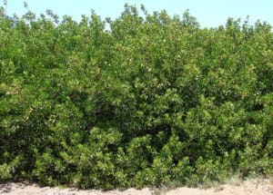 Best Plants for the Florida Keys – Fl Gardening