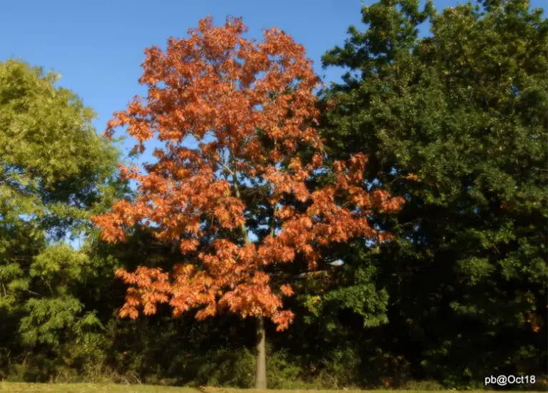 The Best Trees to Plant in Florida – Fl Gardening