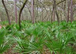 Best Plants for the Florida Keys – Fl Gardening