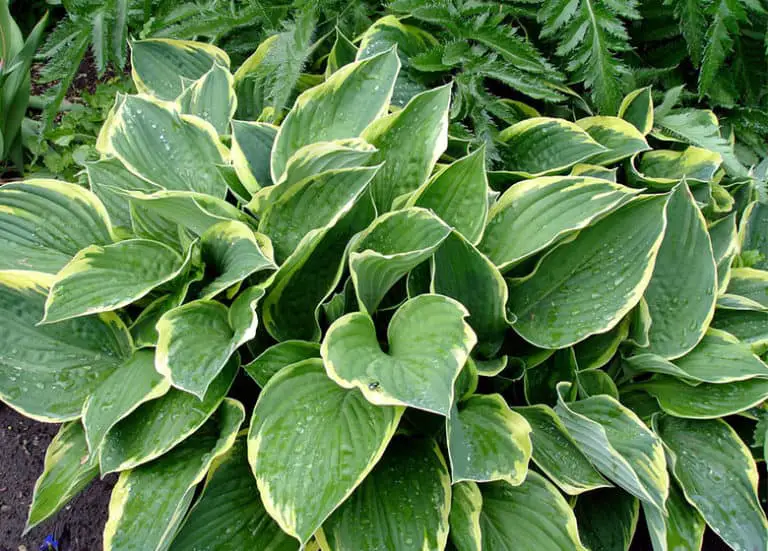 Best Plants to Plant around Your Florida Pool – Fl Gardening