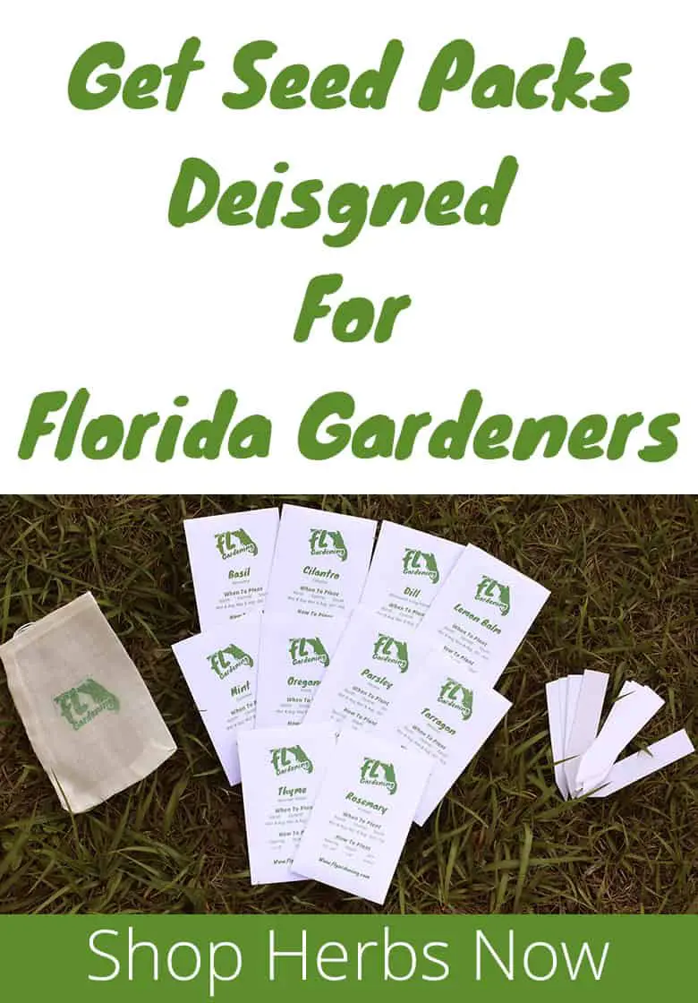Growing Mint in Florida – Fl Gardening