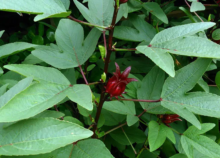 Growing Florida Cranberry (Roselle) in Florida – Fl Gardening