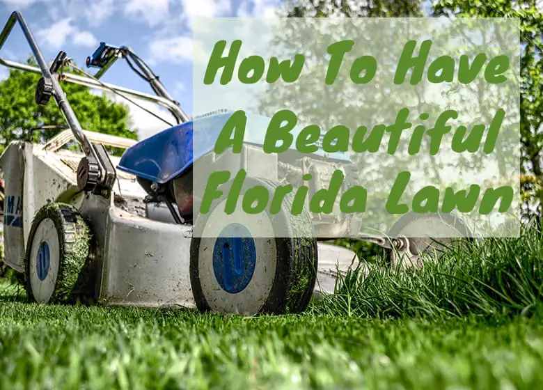How to Have a Beautiful Florida Lawn – Fl Gardening